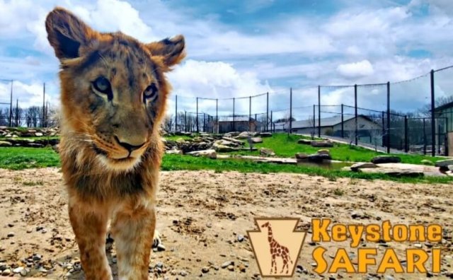 Keystone Safari | Visit Mercer County PA